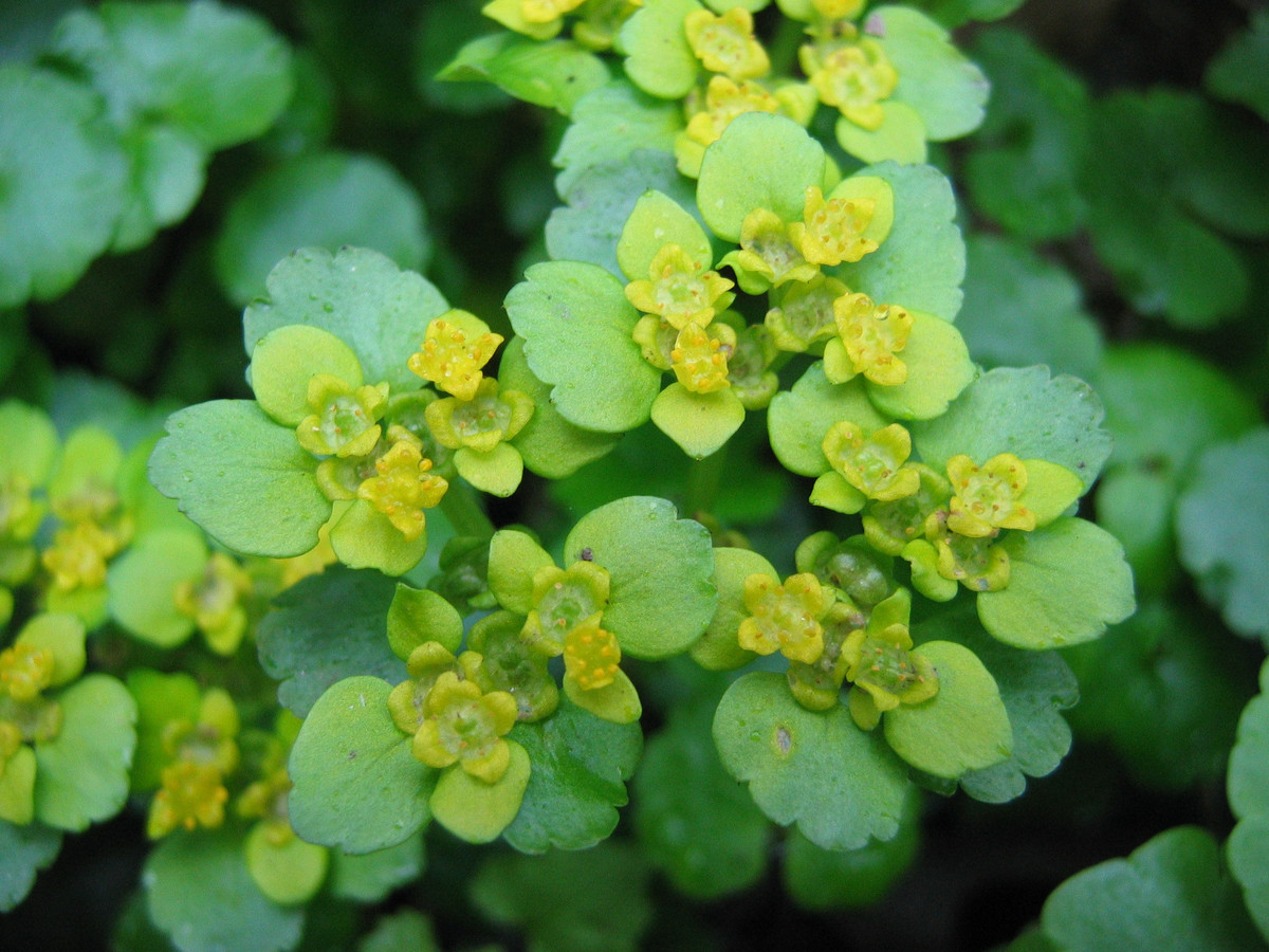 Les forêts alluviales* - Life Connexions